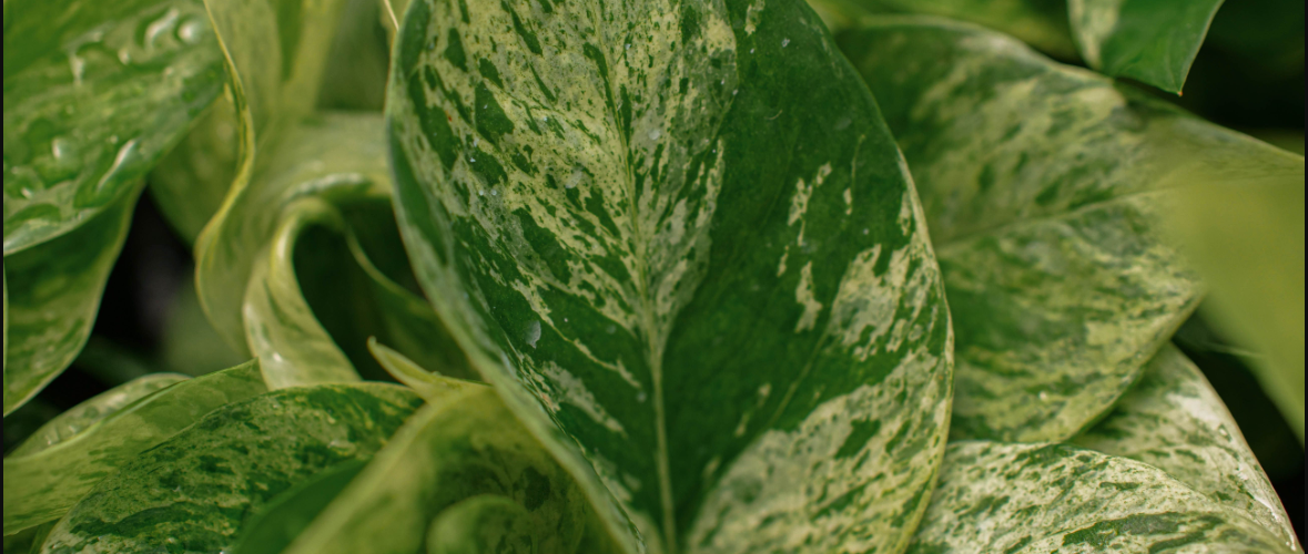 What is Mother Earth's Plantasia? A little explanation behind the cult ...