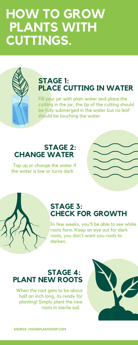 root cutting propagation steps