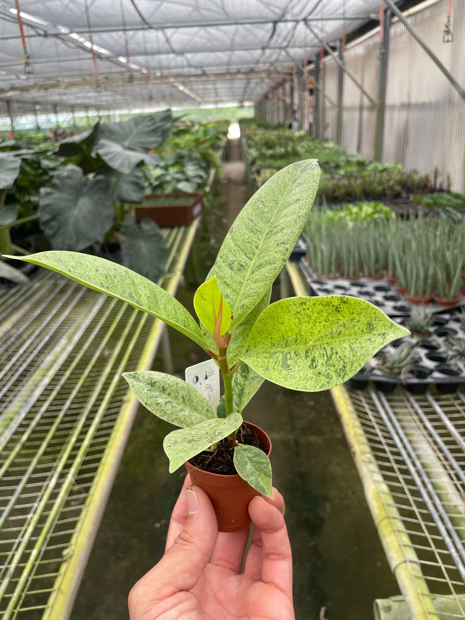 Ficus 'shivereana' | Indoor Plant | Tropical Plant | Potted Plant ...