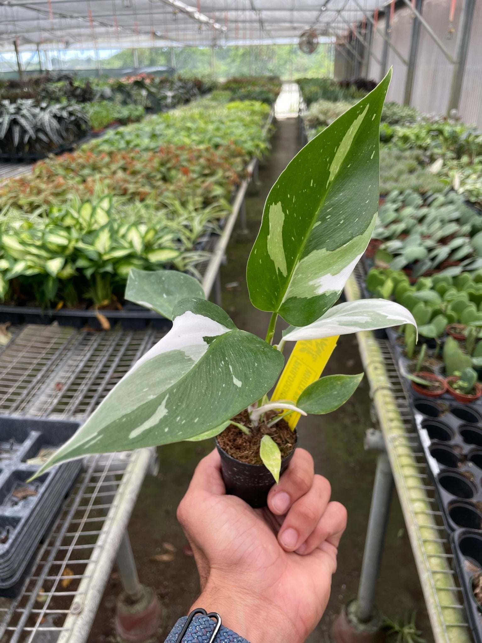 Philodendron 'White Princess' | Indoor Plant | Tropical Plant | Potted ...