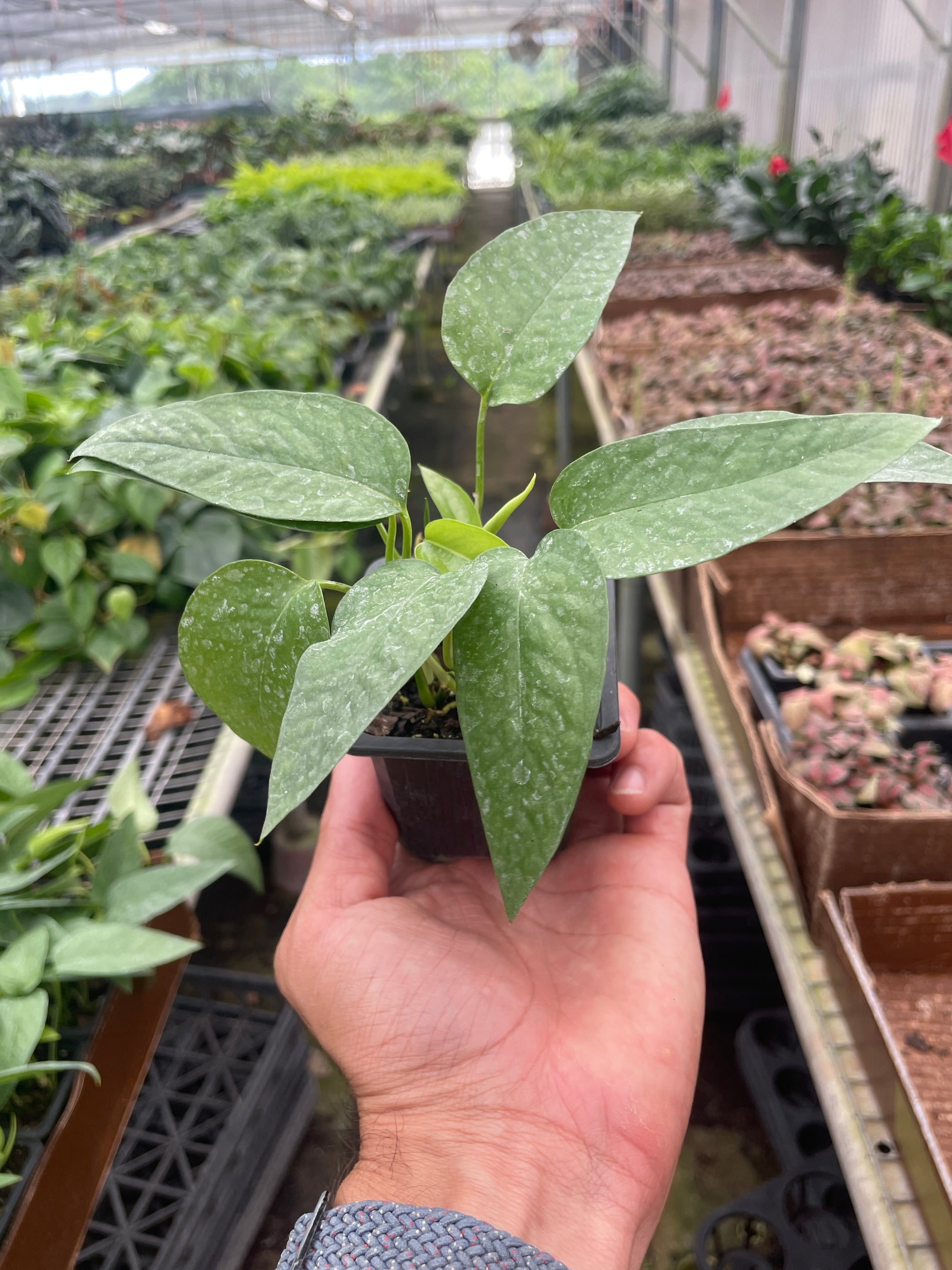 Pothos 'Cebu Blue' | Indoor Plant | Tropical Plant | Potted Plant ...