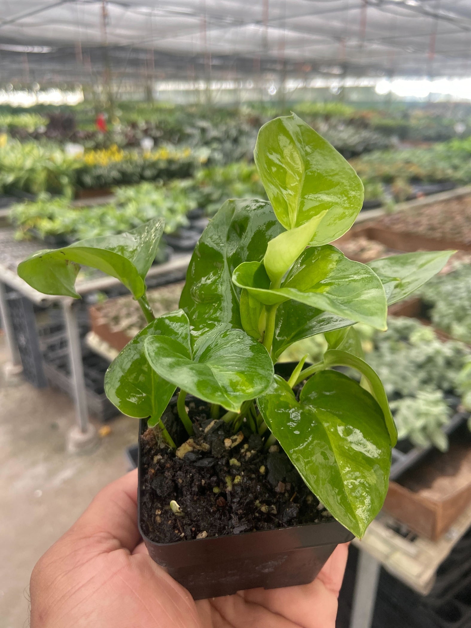 Pothos 'Global Green' | Indoor Plant | Tropical Plant | Potted Plant ...