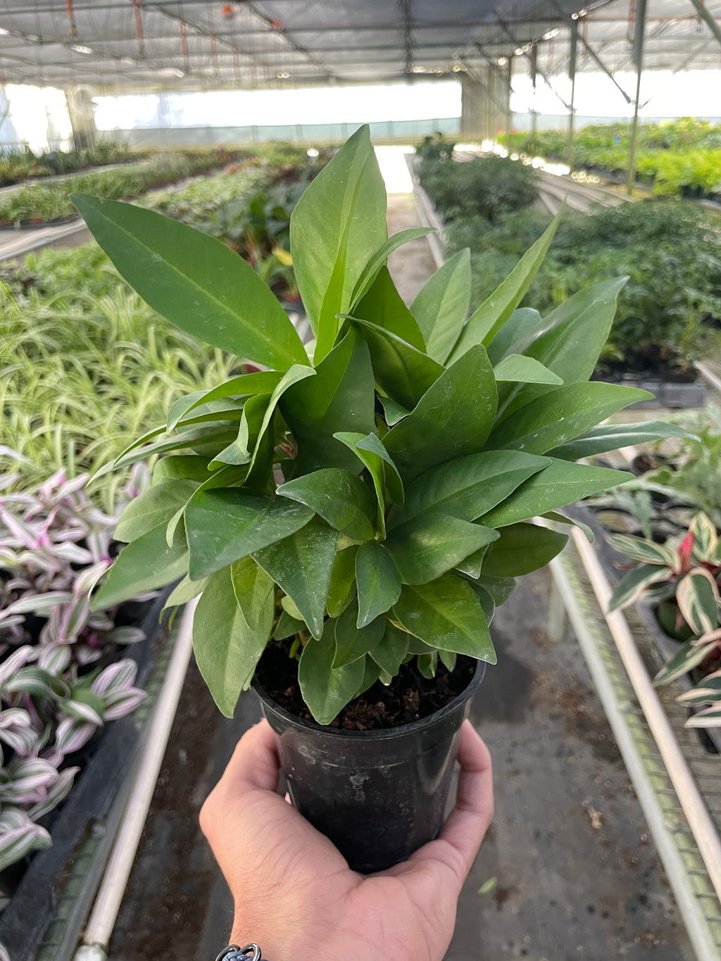 New Arrivals — House Plant Wholesale