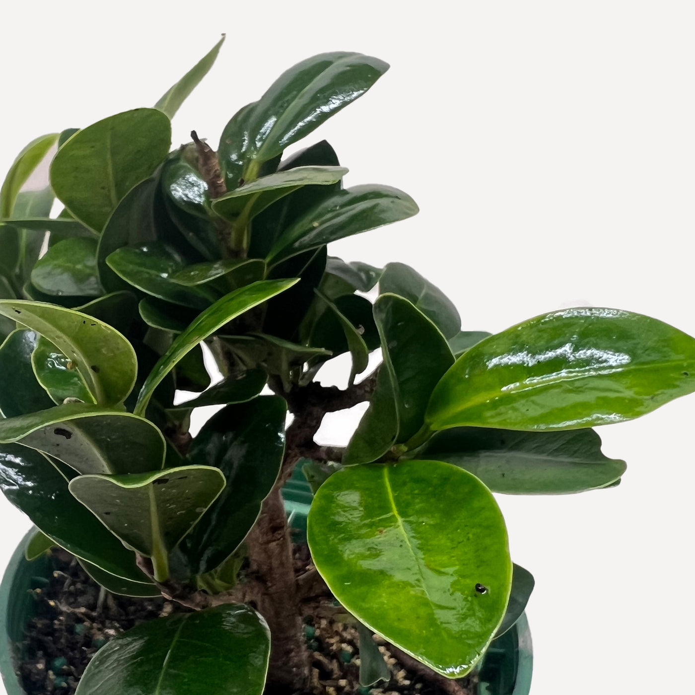 Bonsai Ficus Compacta | House Plant Wholesale