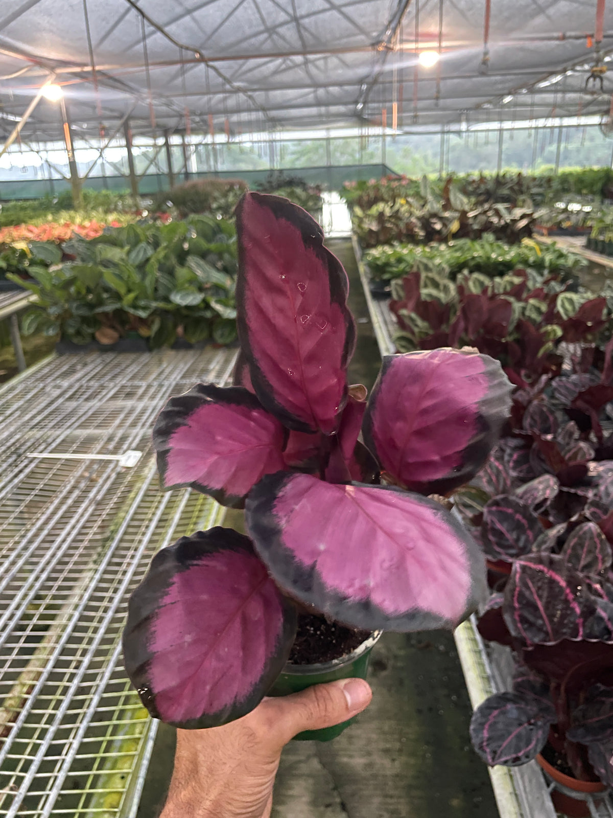 Calathea 'Purple Rose' | House Plant Wholesale
