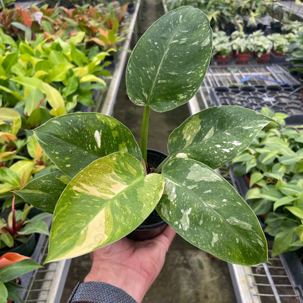 Monstera 'Dubia' (Shingle Plant) - 4" Pot | Indoor Plant | Tropical ...