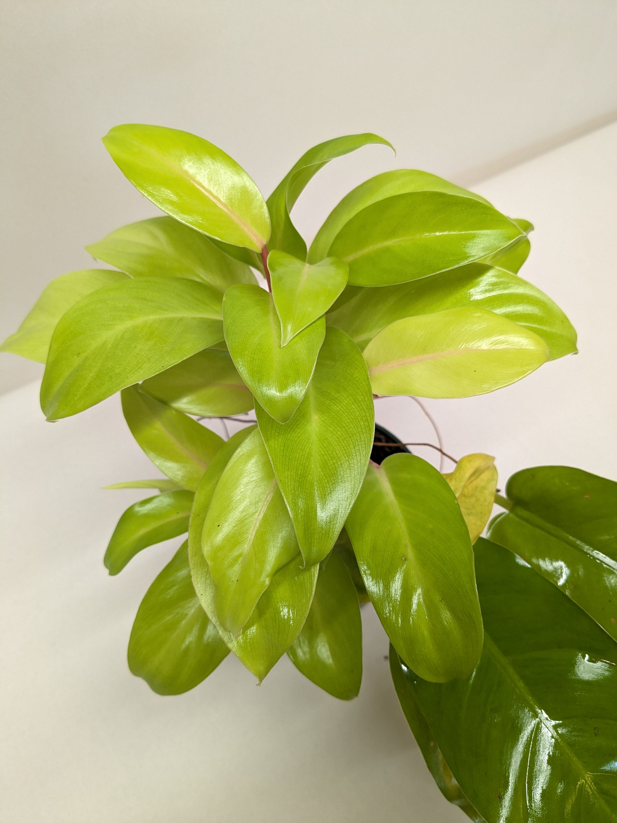 Philodendron 'Lemon Lime' | Indoor Plant | Tropical Plant | Potted ...