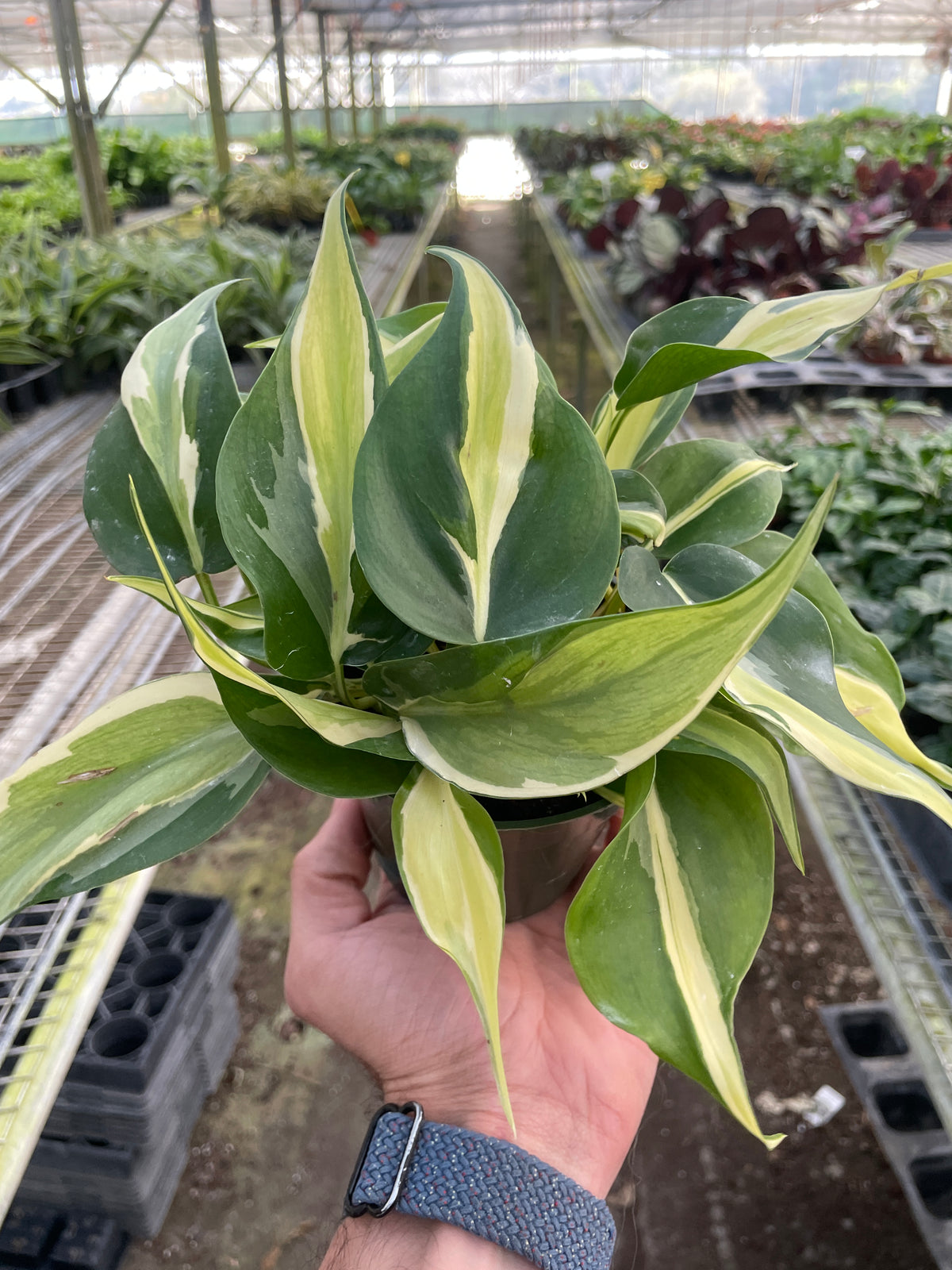 Philodendron 'Brasil' | Indoor Plant | Tropical Plant | Potted Plant ...
