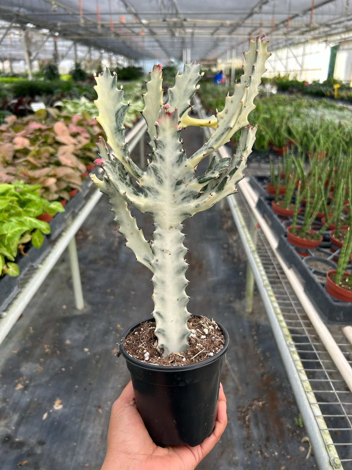 Succulent Euphorbia 'Dragon Bone' | House Plant Wholesale