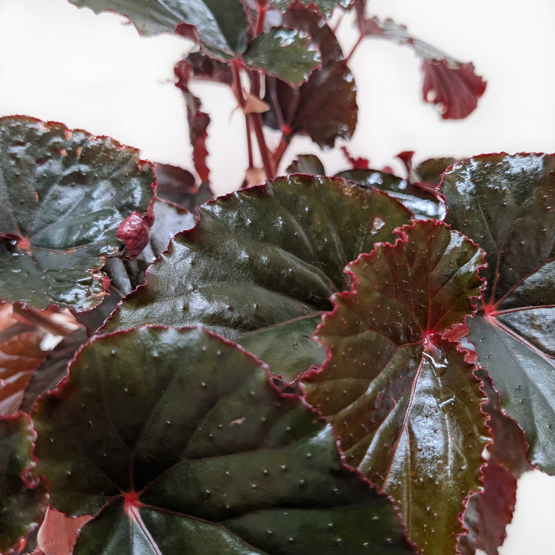 Begonia 'Black Magic' — House Plant Wholesale