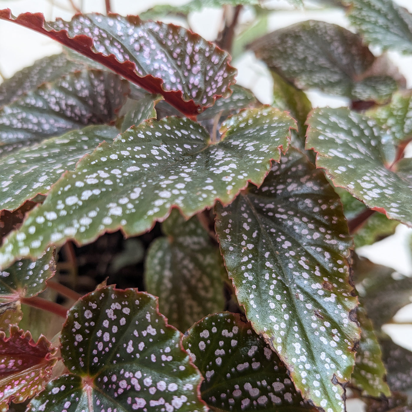 Begonia 'Corallina' — House Plant Wholesale