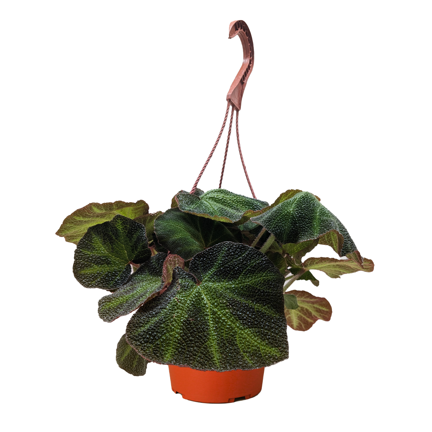 Begonia 'Soli Mutata' — House Plant Wholesale