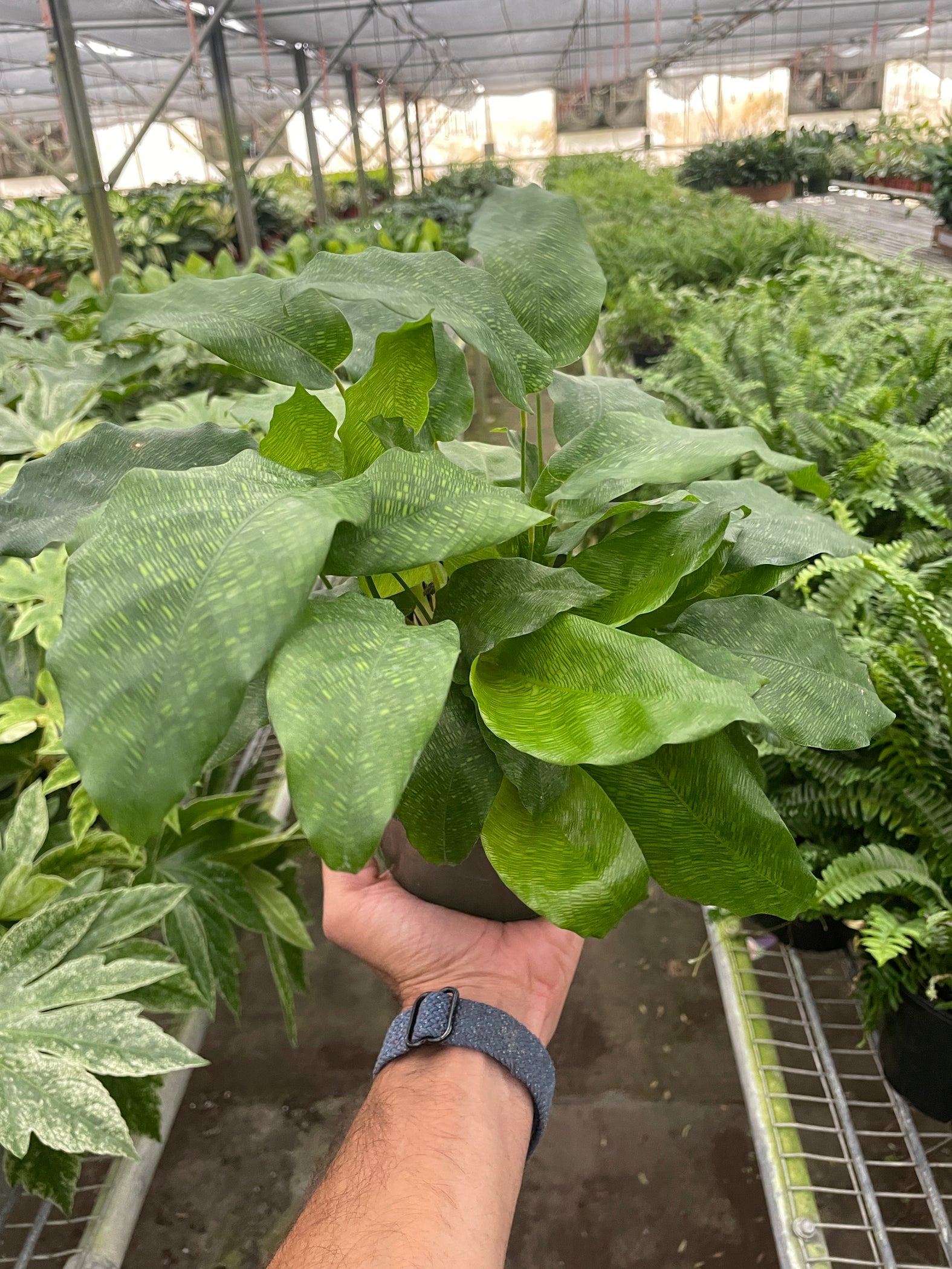 Calathea 'Dottie' | Indoor Plant | Tropical Plant | Potted Plant ...