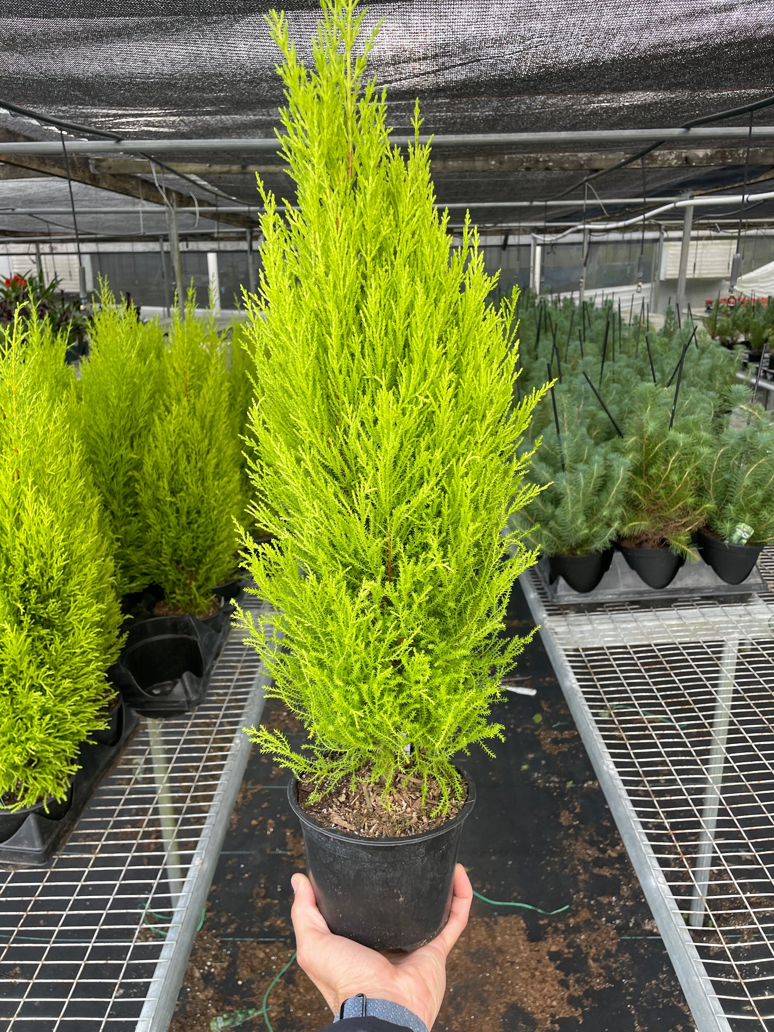 6" Cypress Lemon — House Plant Wholesale