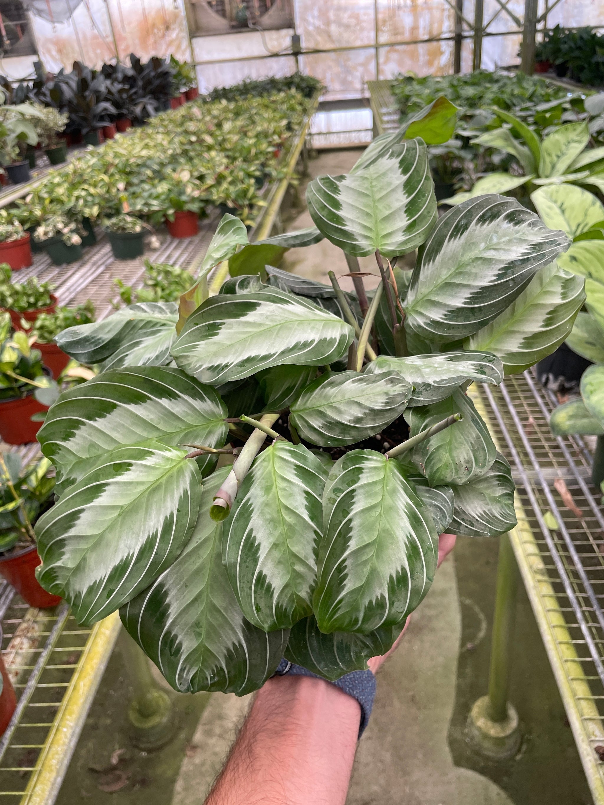 New Arrivals — House Plant Wholesale