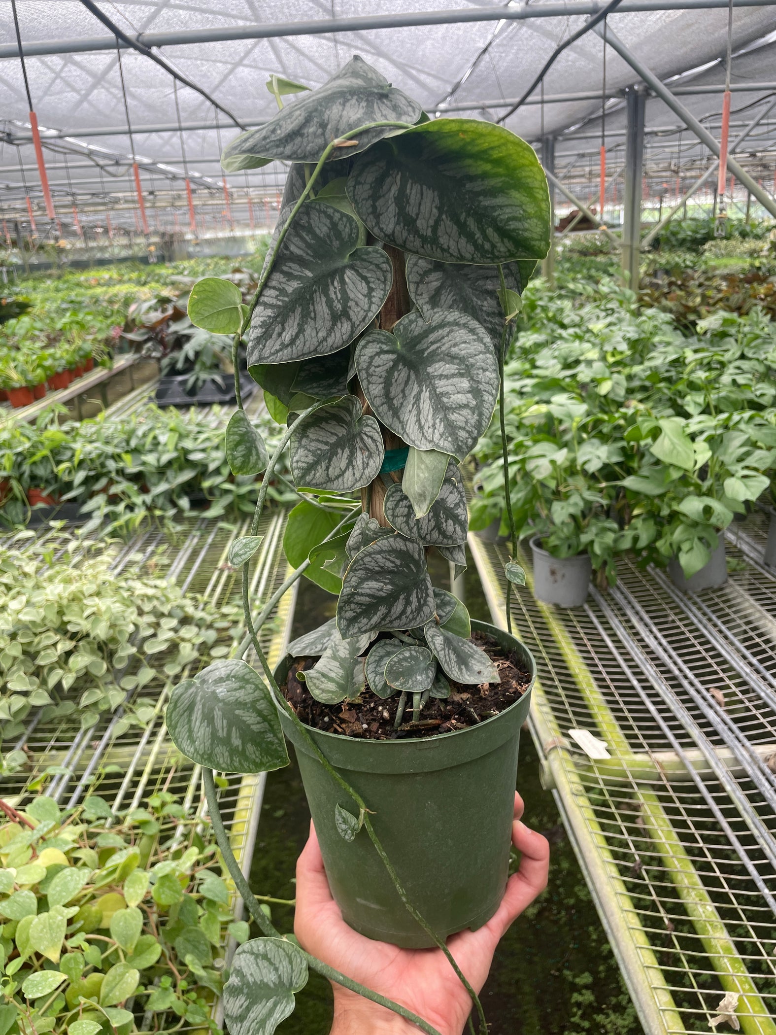 Monstera 'Dubia' (Shingle Plant) - 4" Pot | Indoor Plant | Tropical ...