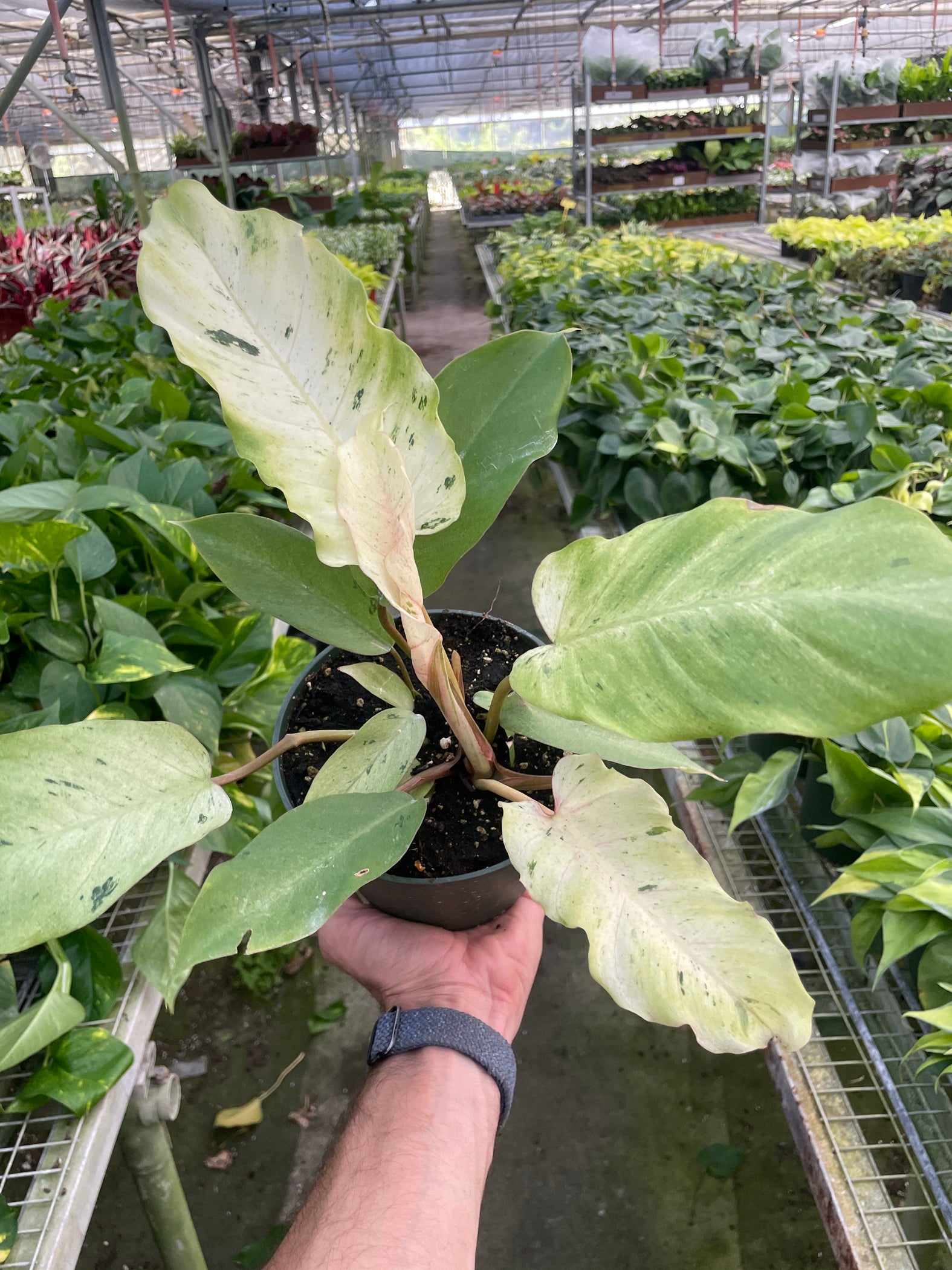 Philodendron 'Billietiae' | Indoor Plant | Tropical Plant | Potted ...