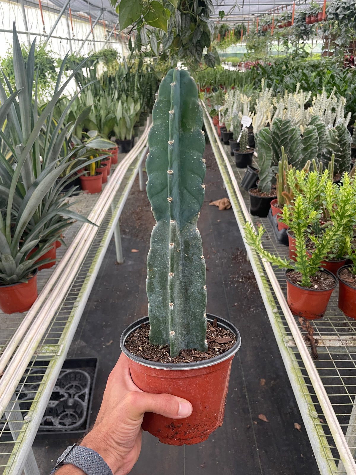 Succulent Cereus Cuddly Cactus | House Plant Wholesale