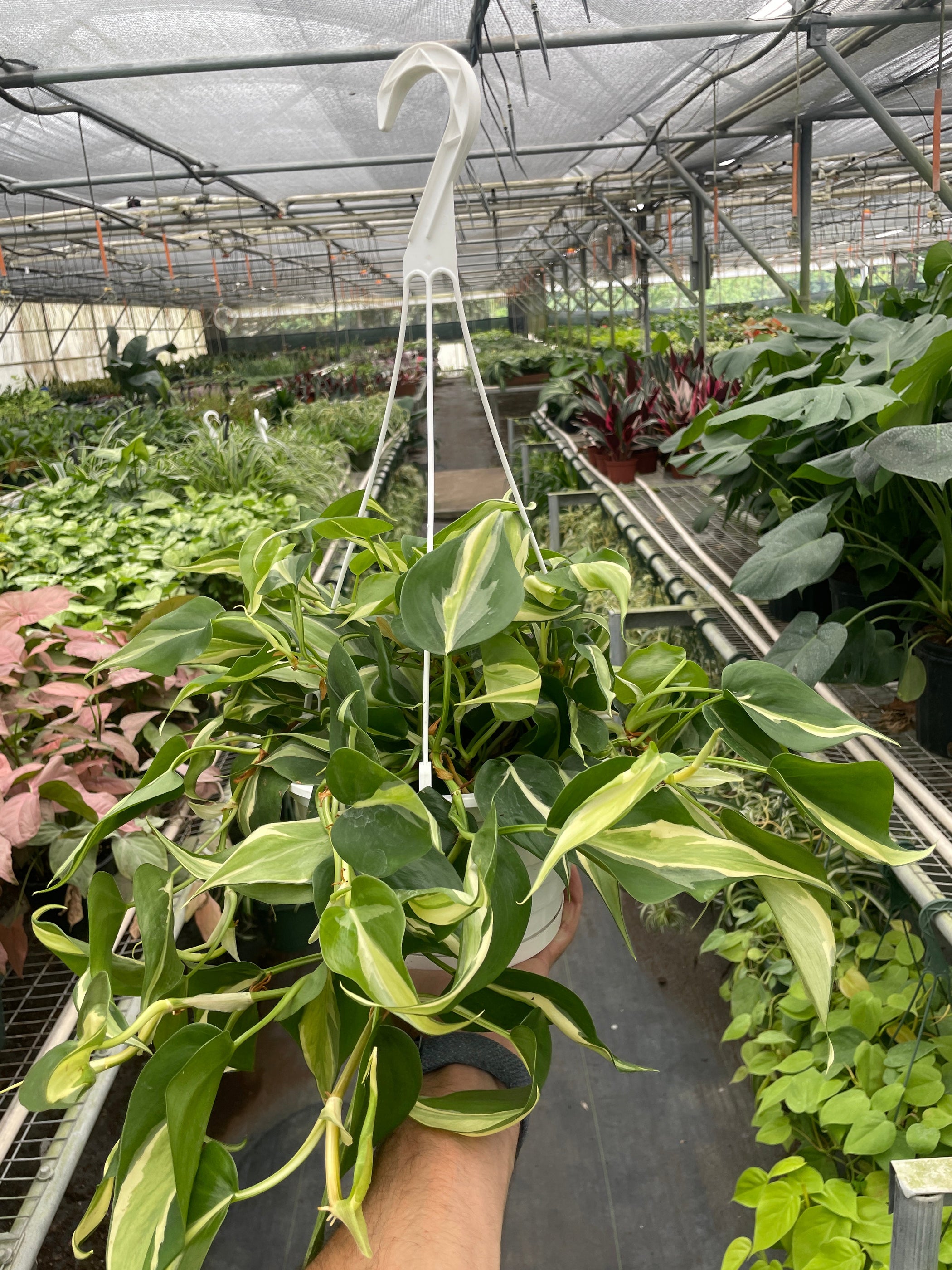 Philodendron 'Brasil' | Indoor Plant | Tropical Plant | Potted Plant ...
