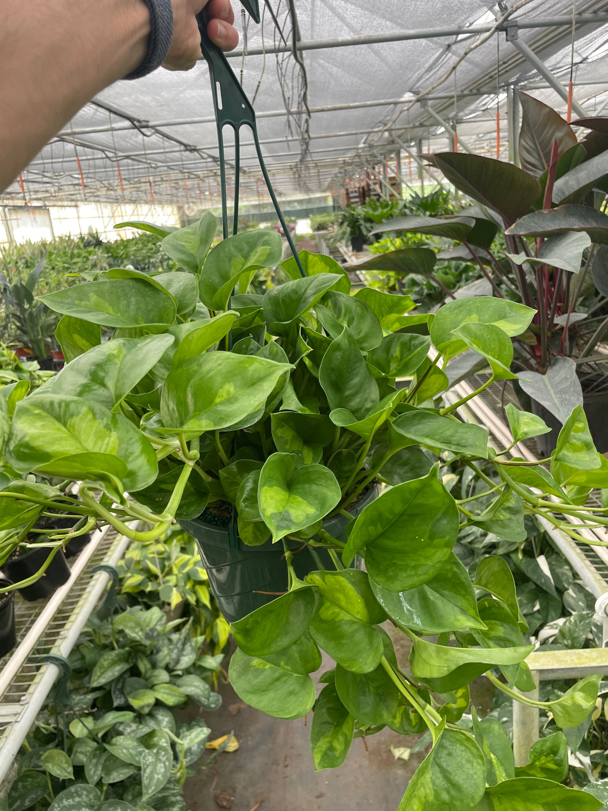 Pothos 'Global Green' | Indoor Plant | Tropical Plant | Potted Plant ...