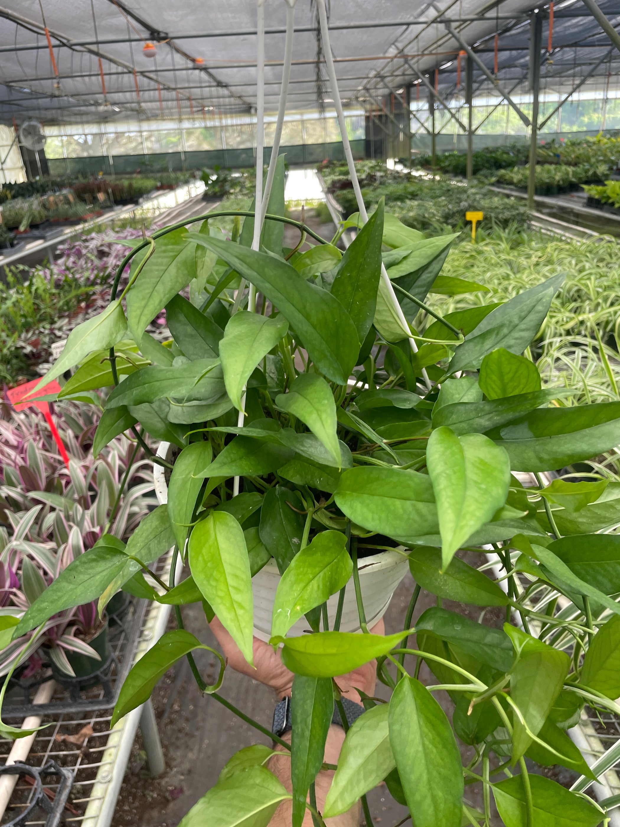 Pothos 'Skeleton Key' | House Plant Wholesale