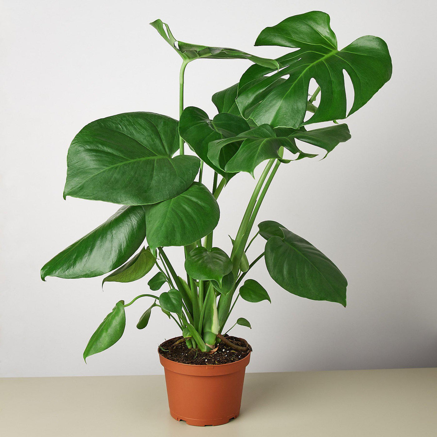 Monstera 'Split-Leaf' | House Plant Wholesale