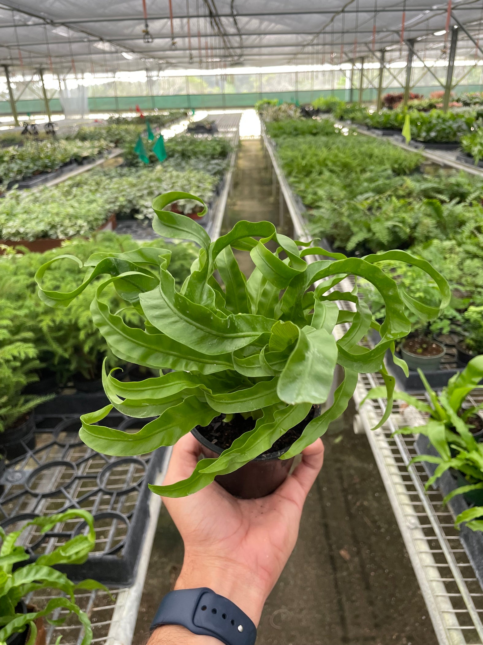 Fern 'Bird's Nest Hurricane' | House Plant Wholesale