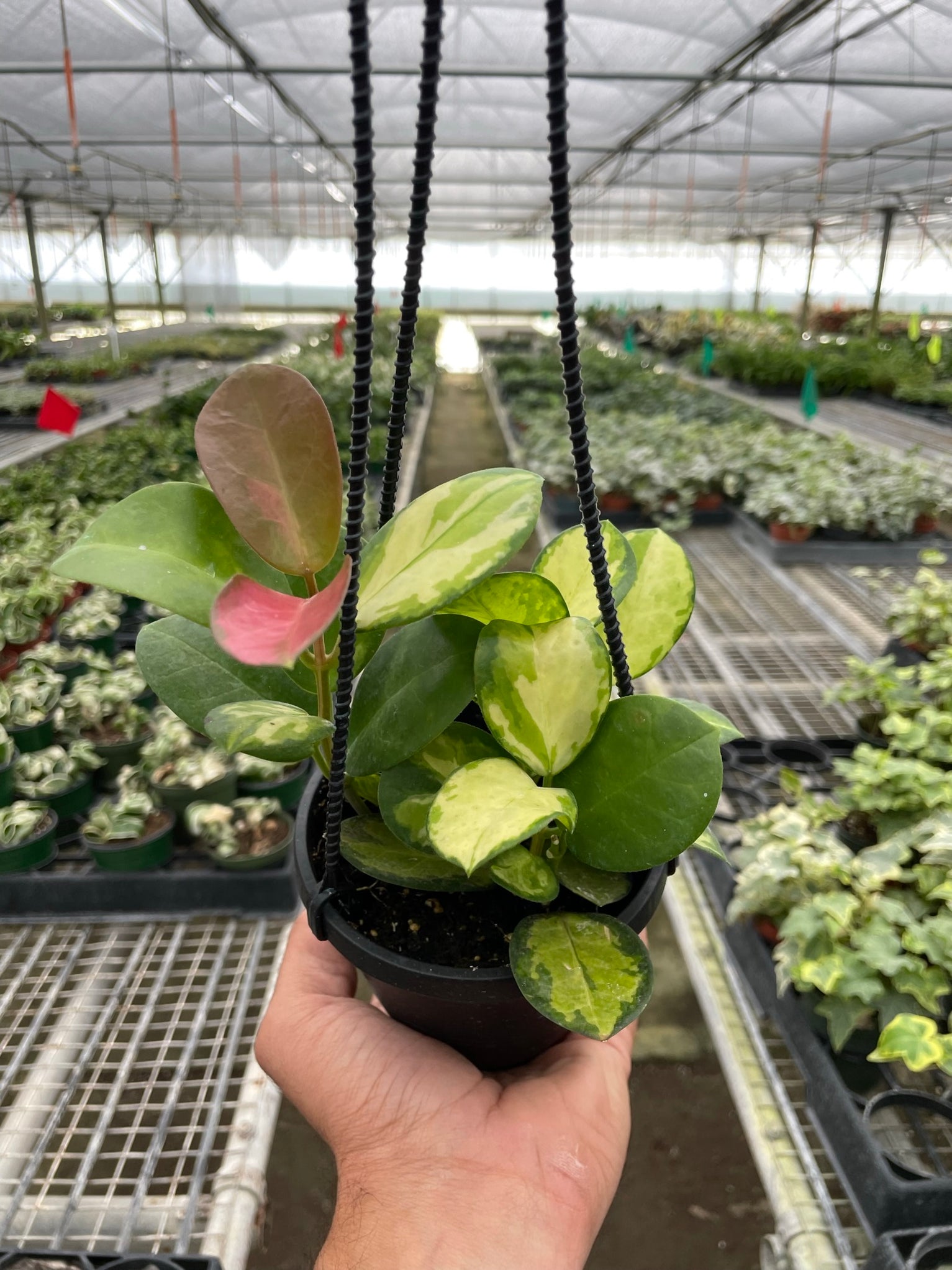 Hoya 'Lisa' | Indoor Plant | Tropical Plant | Potted Plant | House ...