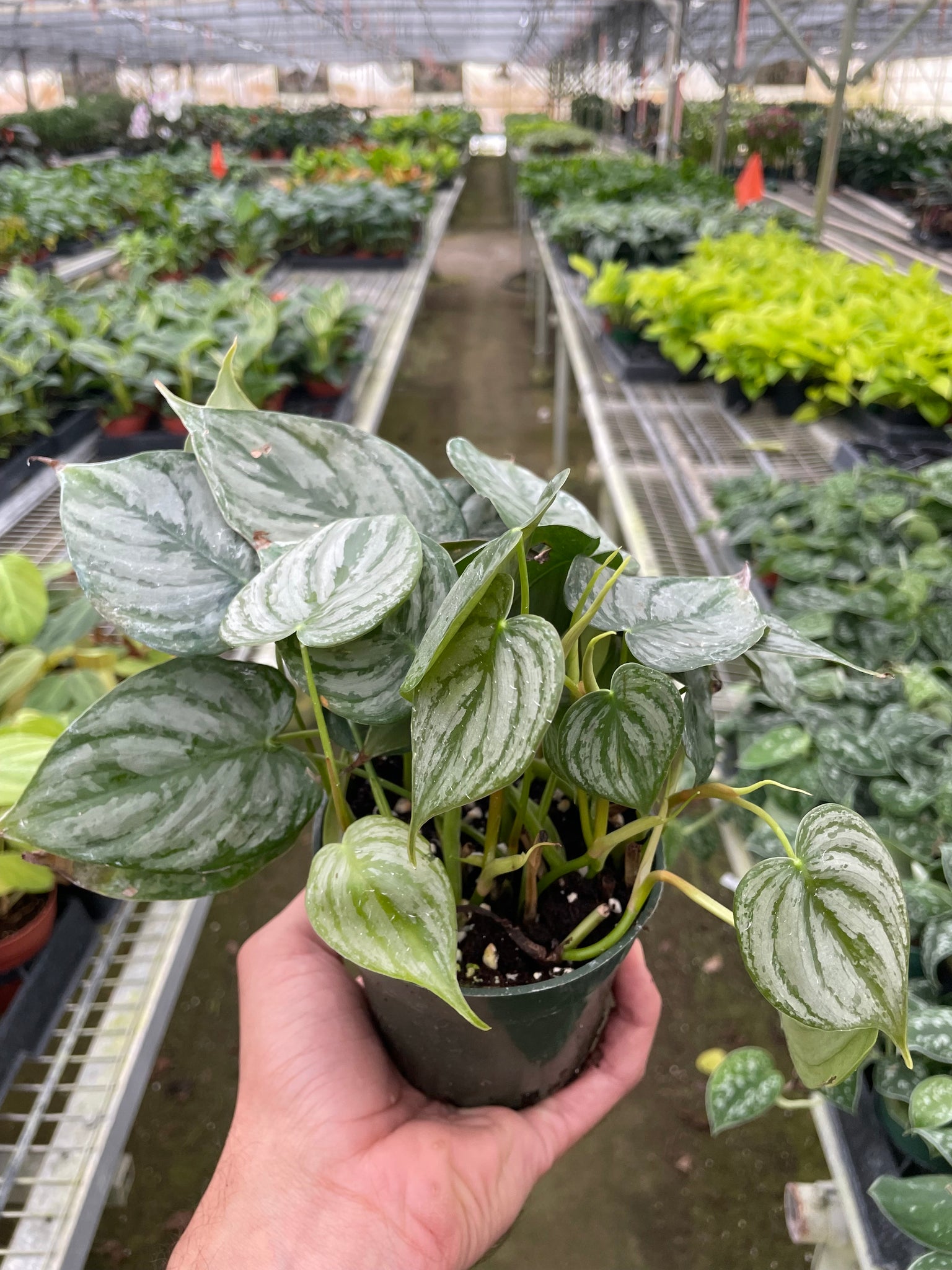 Rare Plants — House Plant Wholesale