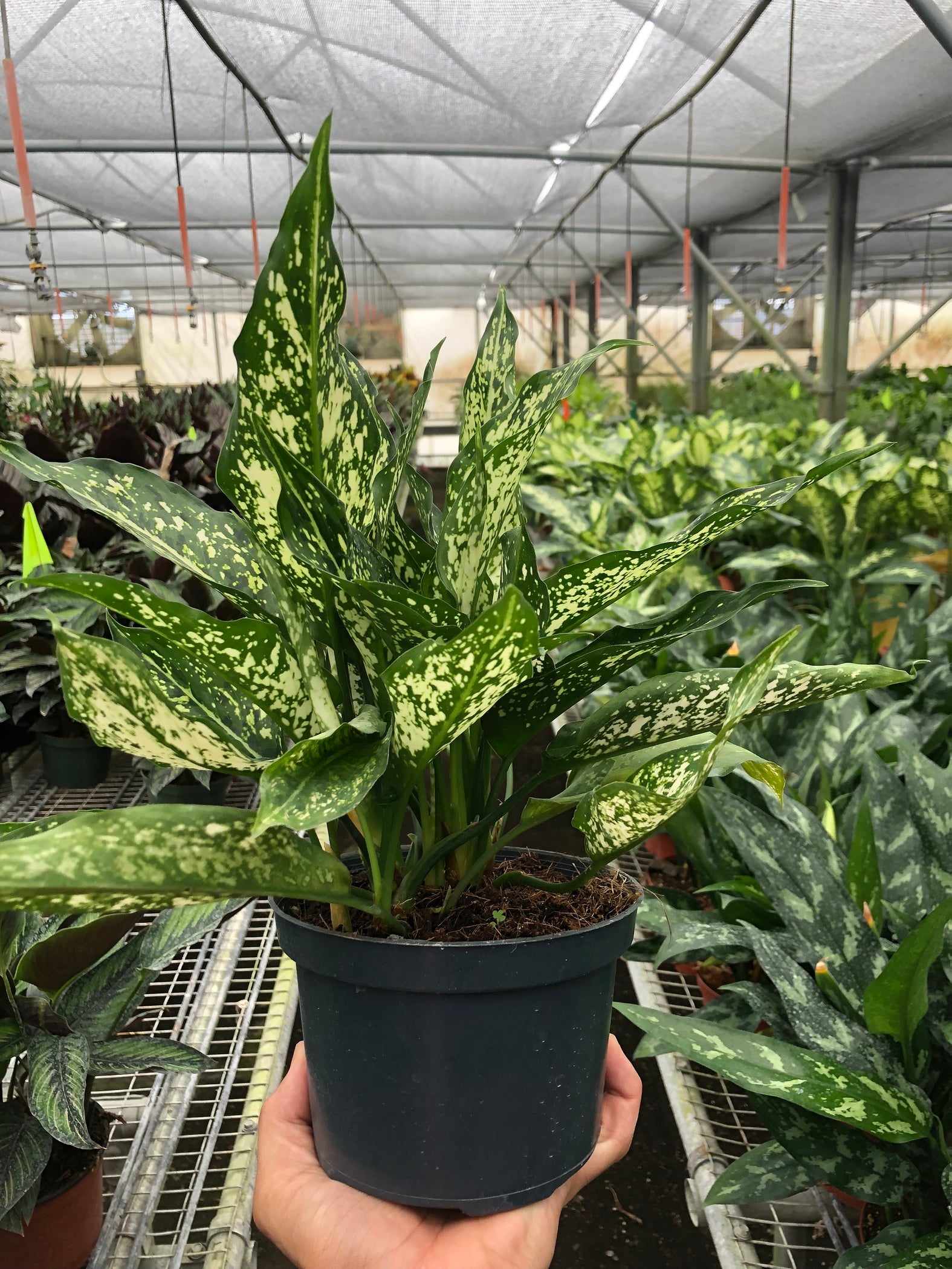 Chinese Evergreen 'First Diamond' Plant | House Plant Wholesale