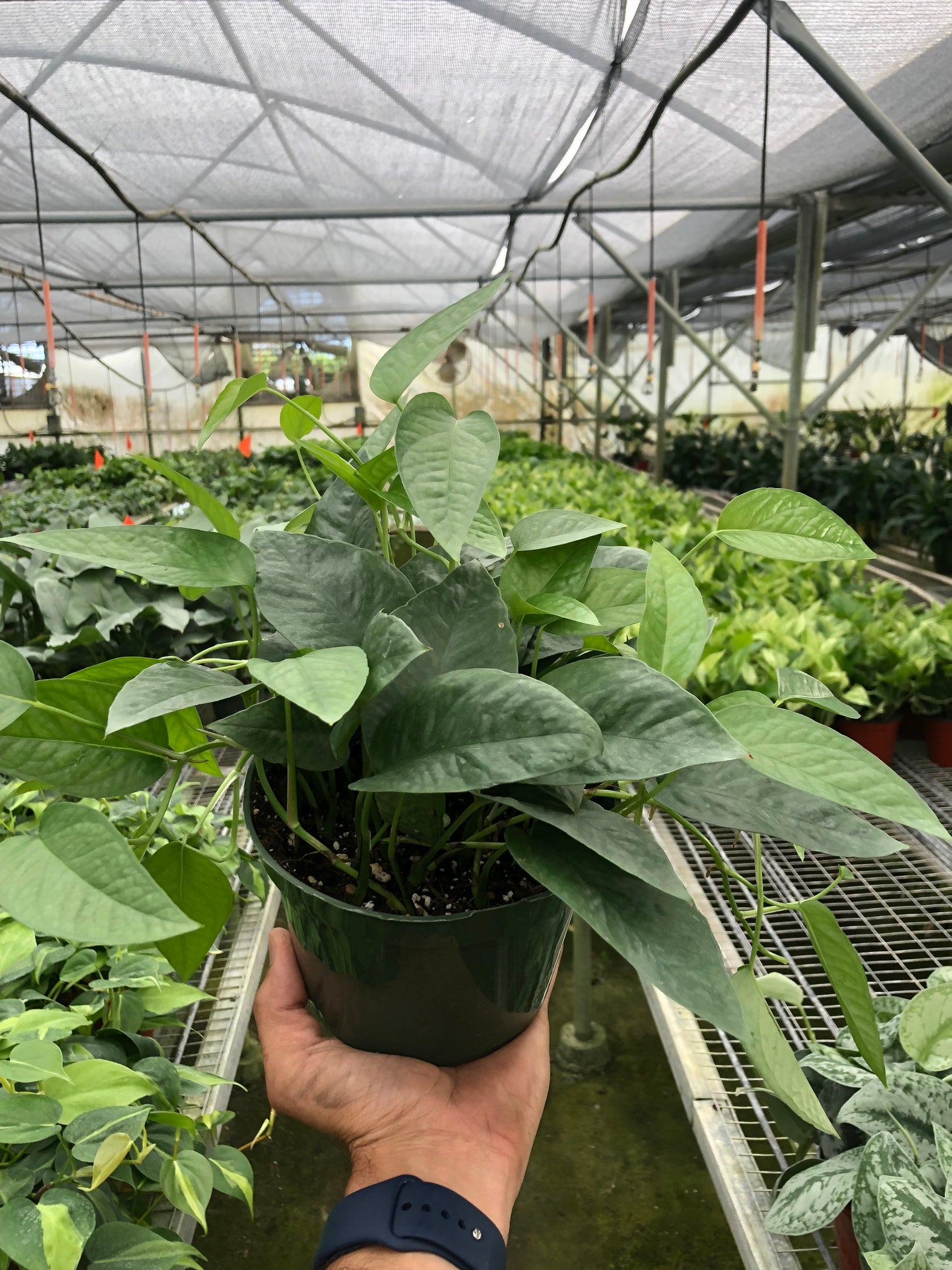 Pothos 'Cebu Blue' | Indoor Plant | Tropical Plant | Potted Plant ...