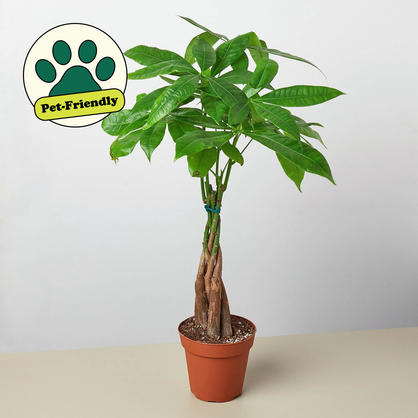 House Plant Wholesale | Live Indoor House Plants Shipped Nationwide
